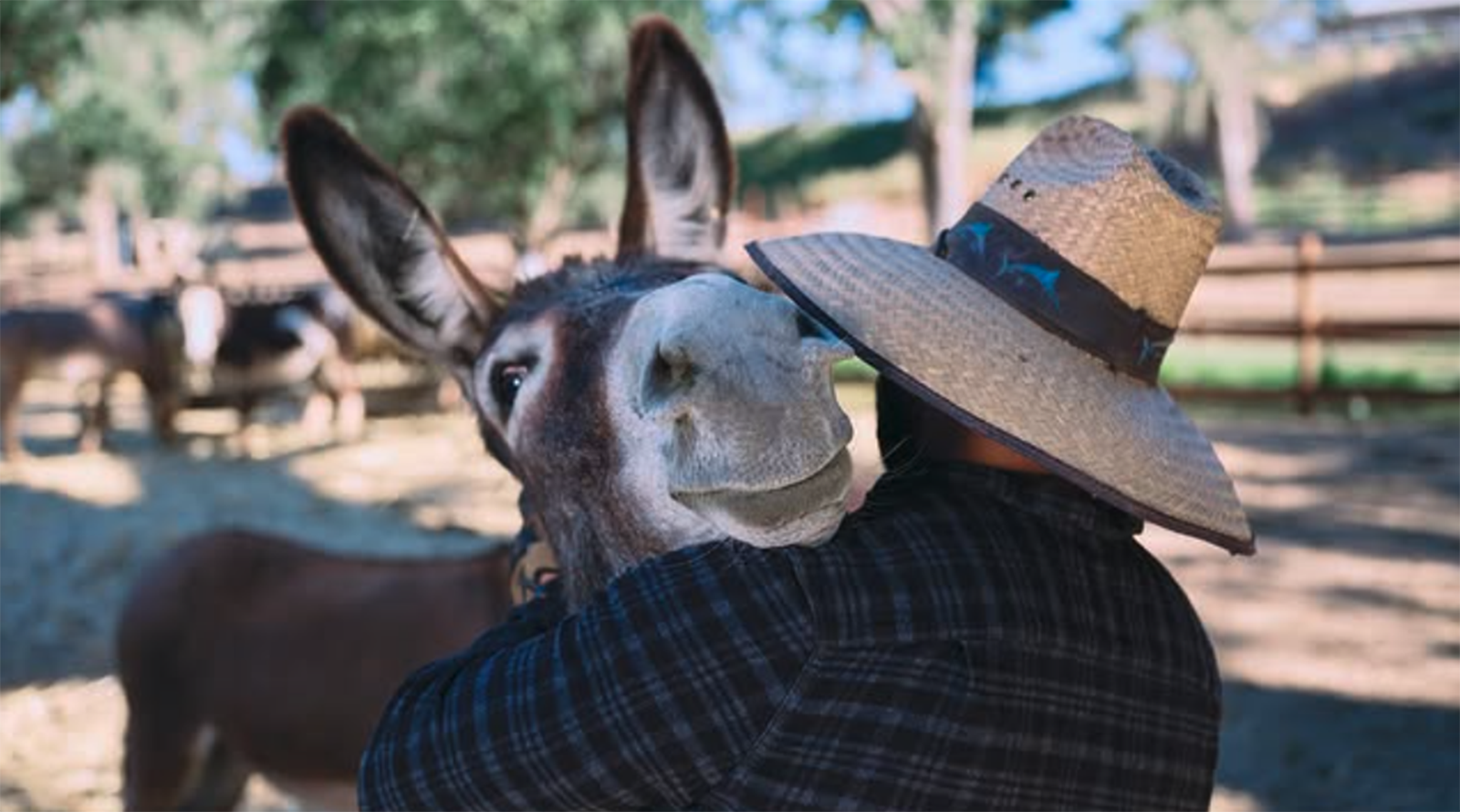 Burro Benefactor - YourSource News